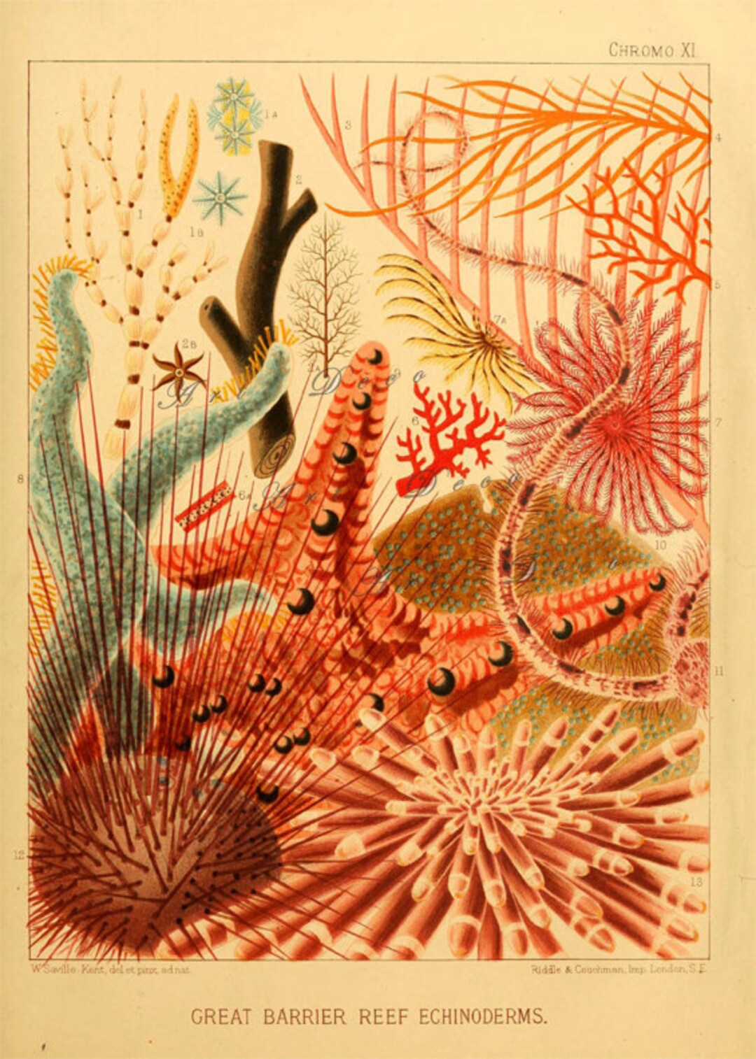 Vintage Ocean Print, Star Fishes and Echinoderms From the Great Barrier ...