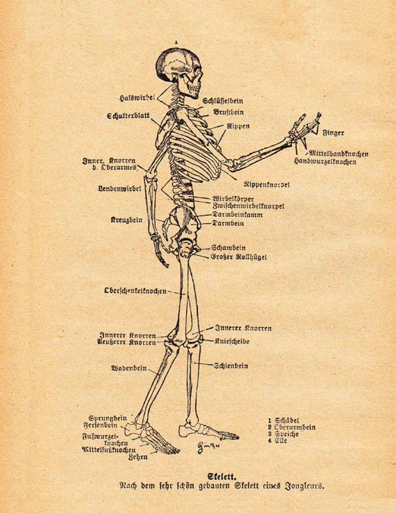 Old Skeleton Print a German Illustration With Gothic Letters - Etsy