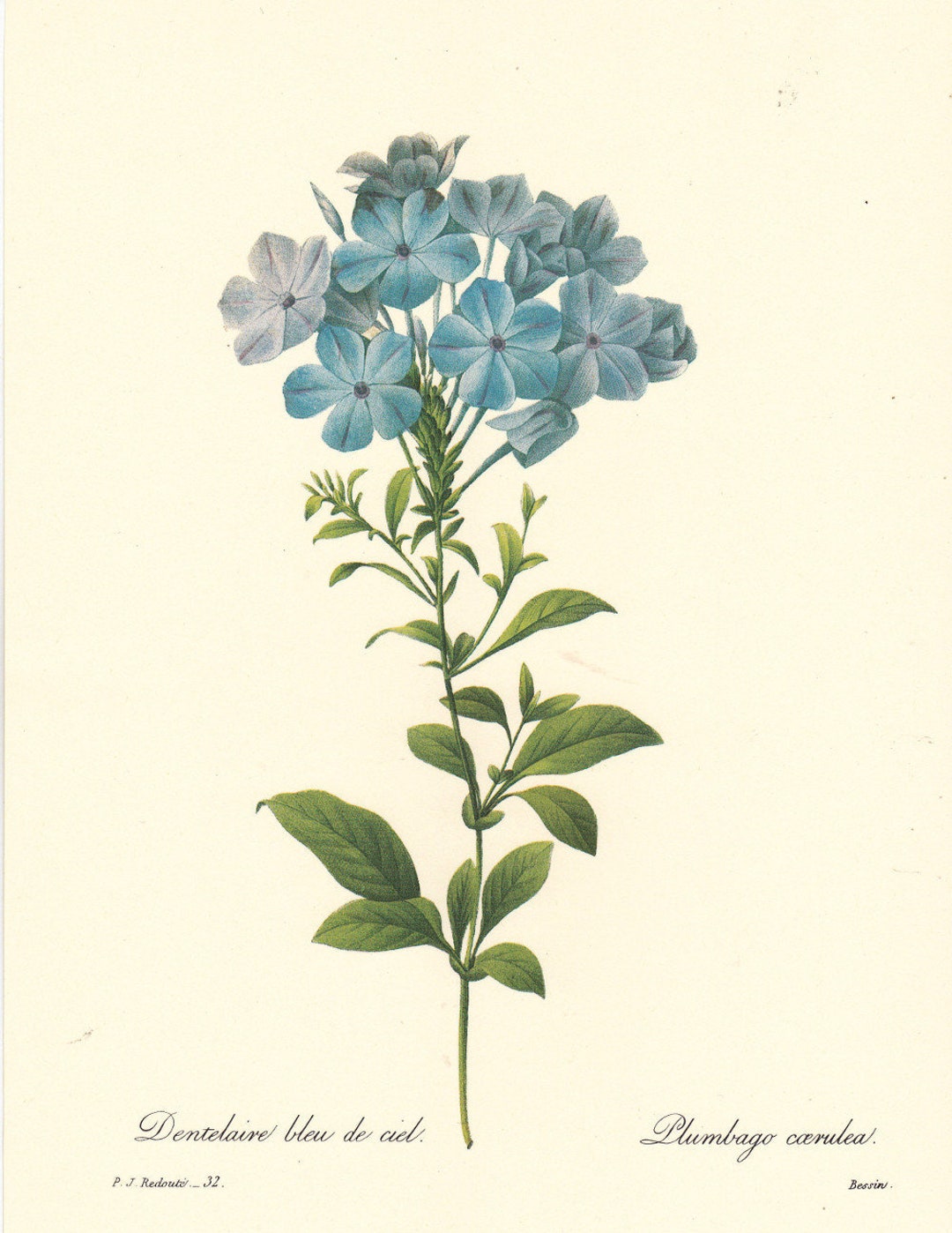 Printable Digital Botanical Print by Pierre Redoute of Sky Blue ...
