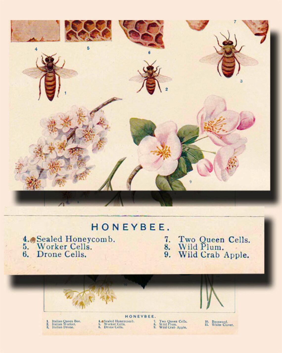 Vintage Bee Print With Honeycomb Apiculture Beekeeping - Etsy