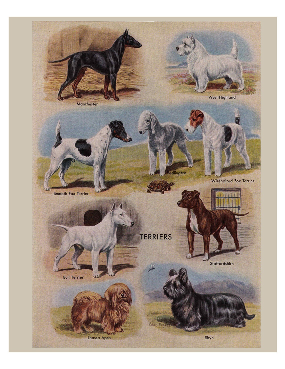 Vintage Dog Breeds Prints From the 1950's, Four Printable Digital ...