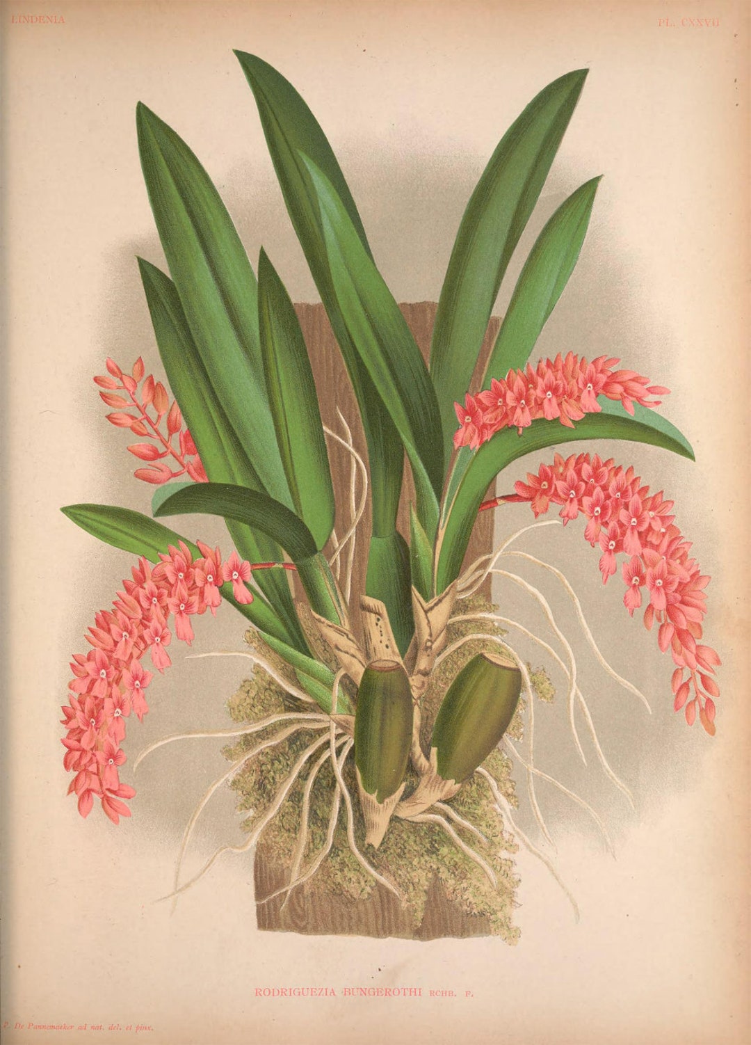 Orchid Art Print, Printable Shabby Chic Home Decor, Floral Wall Art ...