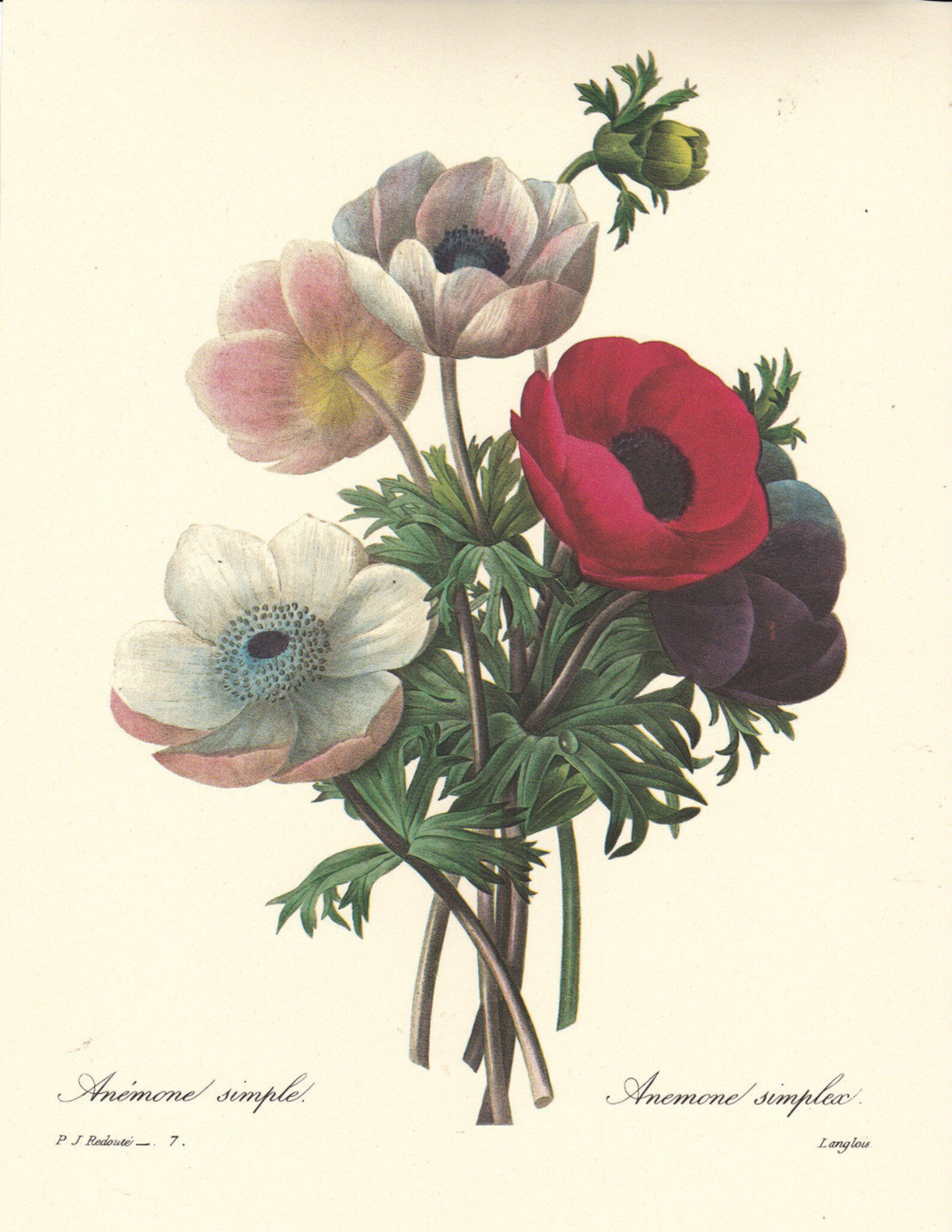 Botanical Print by Pierre Redoute a Bouquet of Anemones a - Etsy
