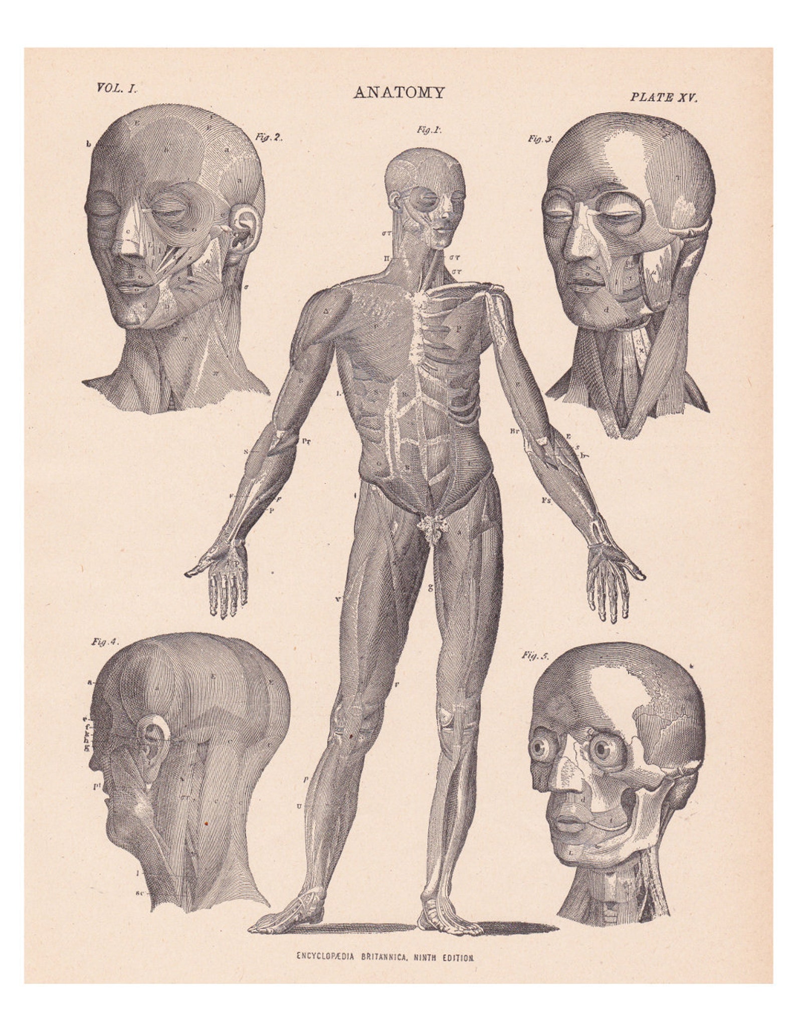 Old Human Anatomy Print Medical Illustration Printable - Etsy
