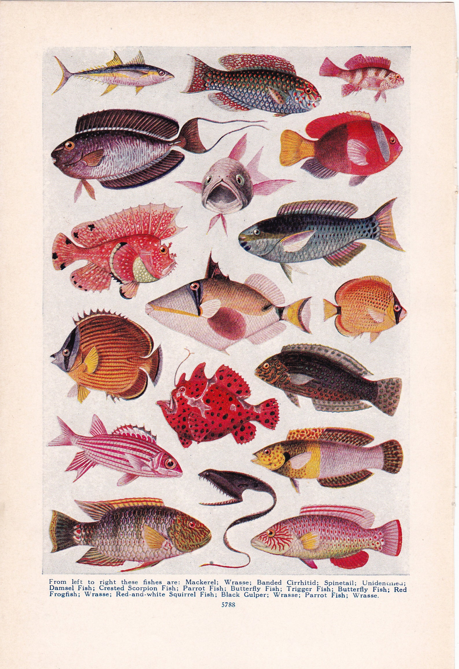 Vintage Fish Prints From the 1930's, 8 Different Digital Downloads ...