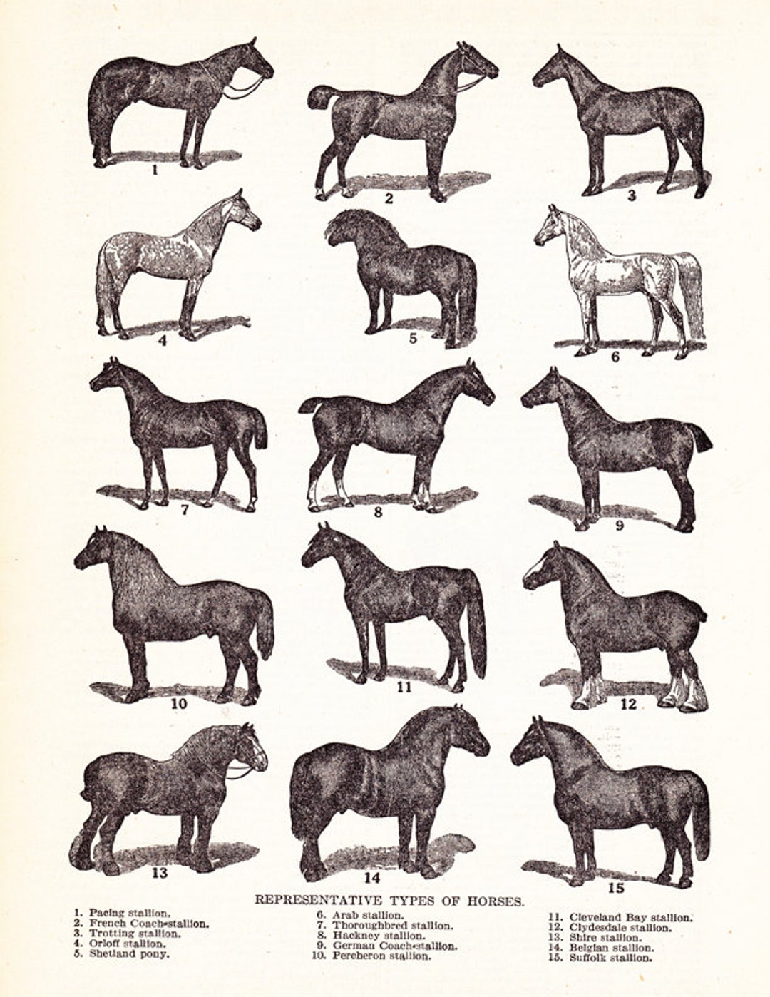 Printable Horse Chart, Vintage Print, Equestrian Gift, Arts and Crafts ...