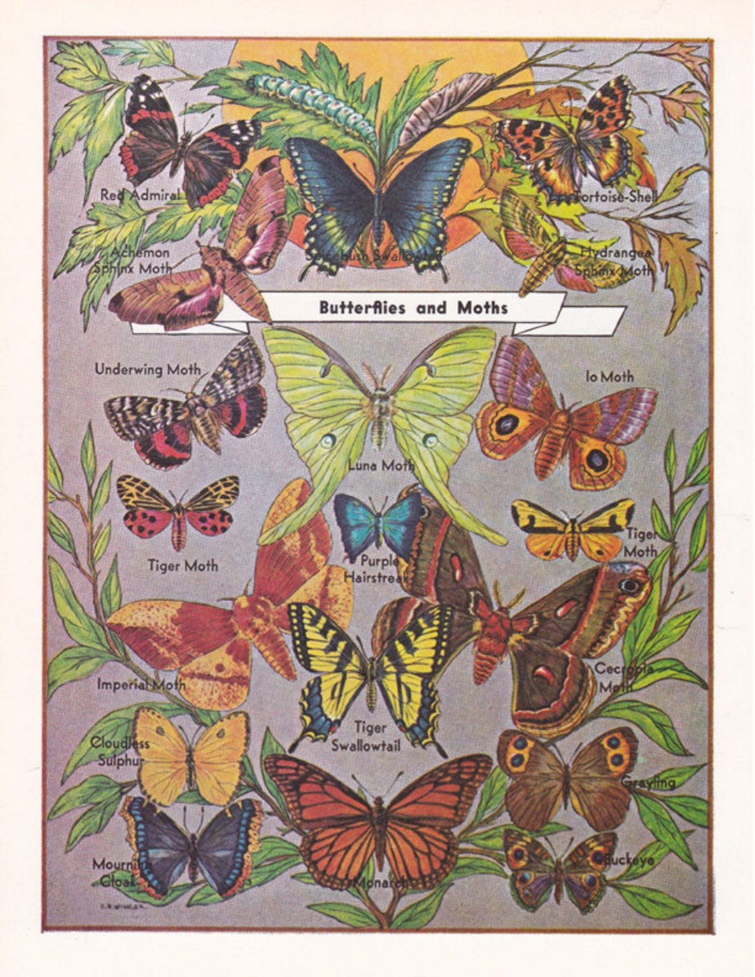 Printable Butterfly Art, 'butterflies and Moths', Wall Art, Classroom ...