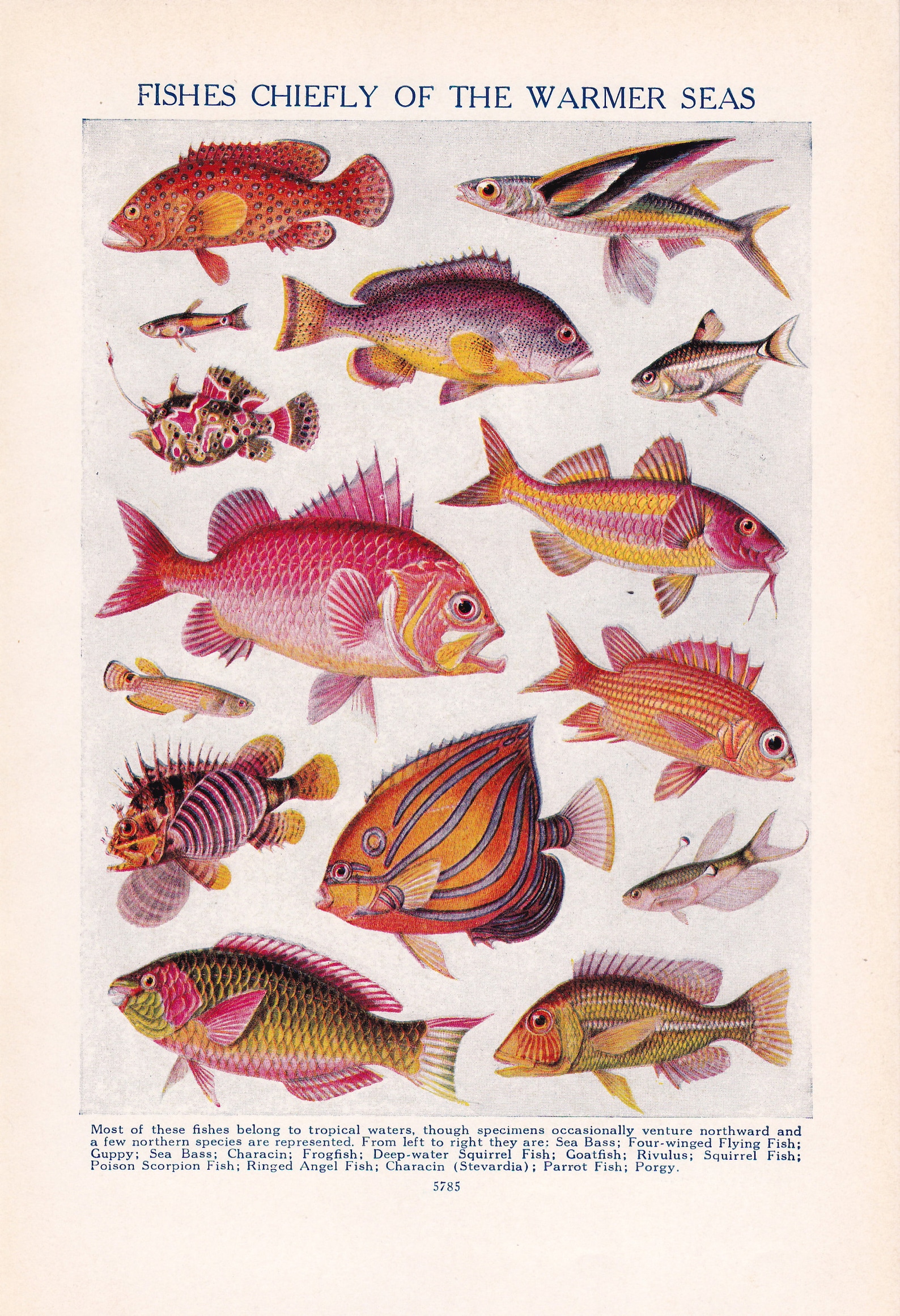 Vintage Fish Prints From the 1930's, 8 Different Digital Downloads ...