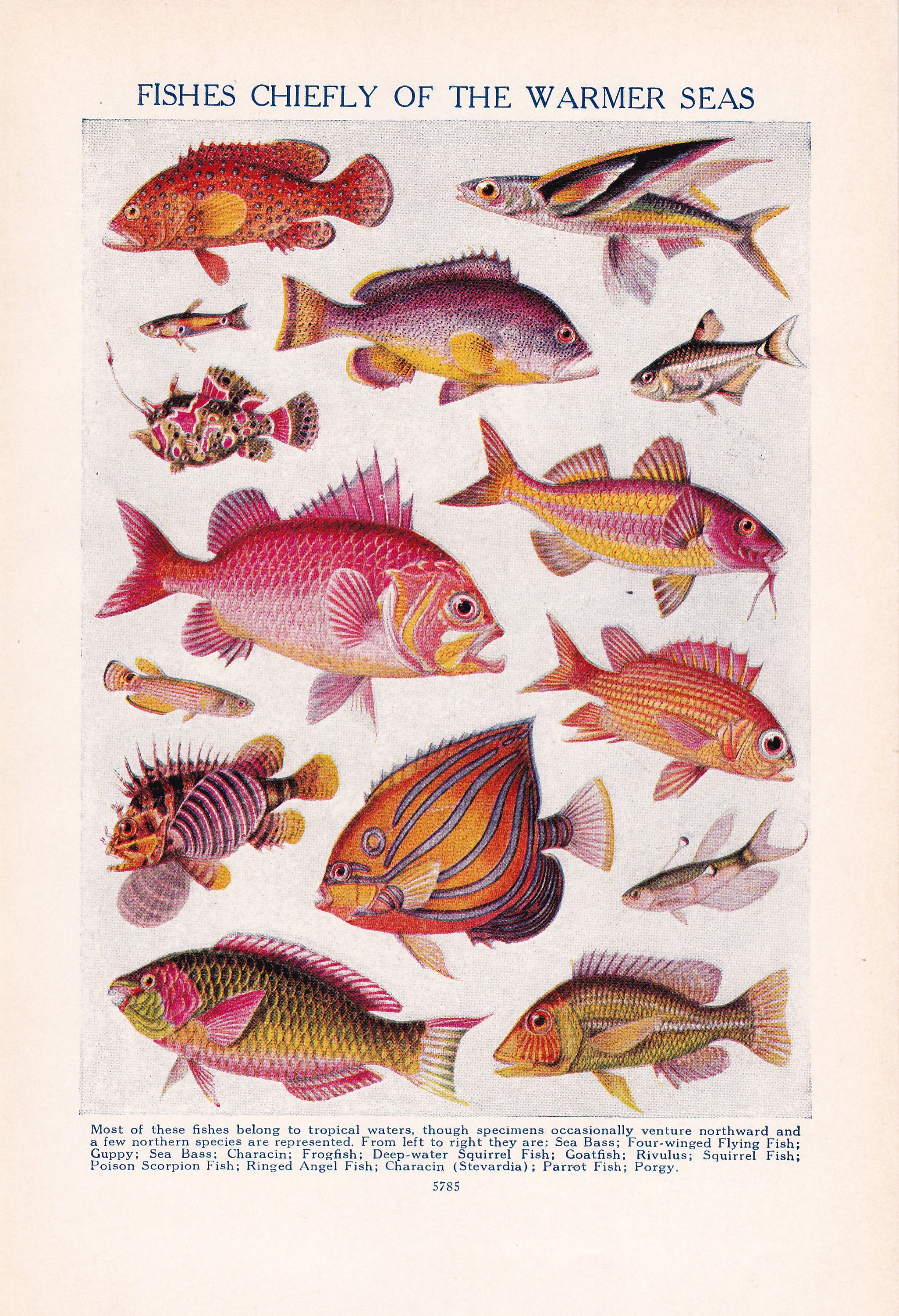 Vintage Fish Prints From the 1930's, 8 Different Digital Downloads ...