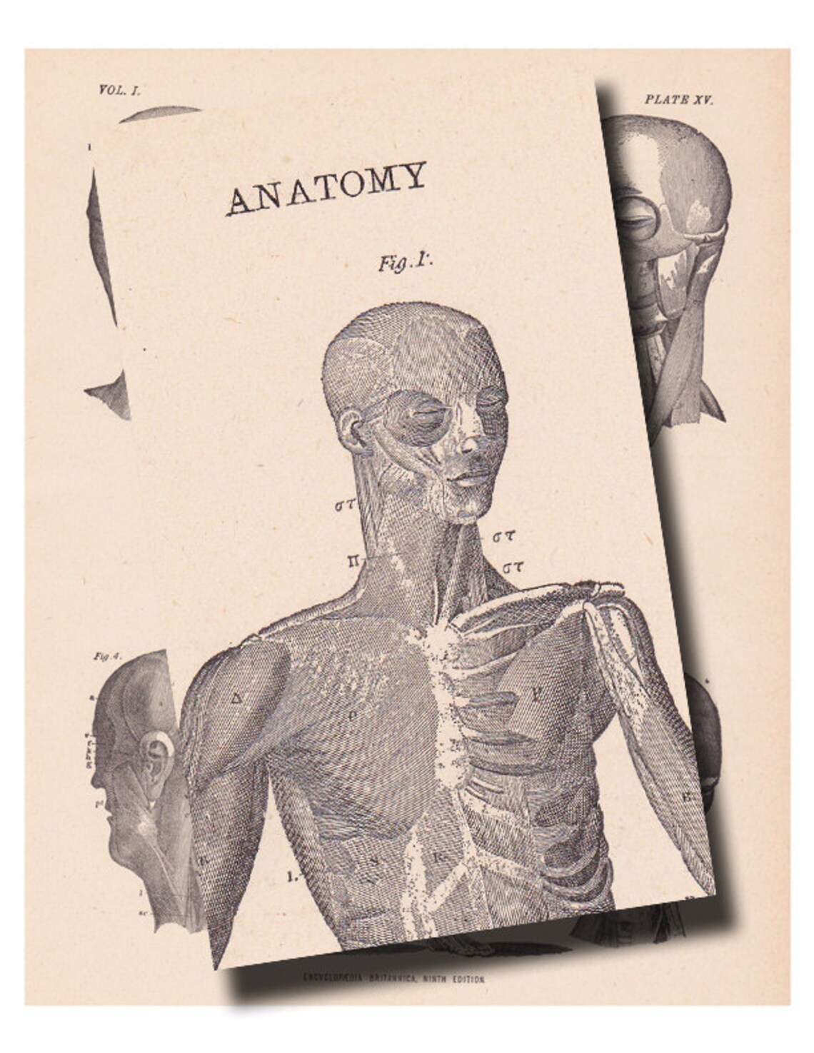 Old Human Anatomy Print Medical Illustration Printable - Etsy