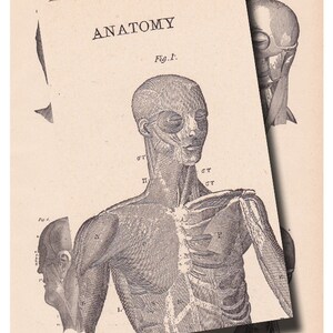 Old Human Anatomy Print, Medical Illustration, Printable Anatomical Art ...