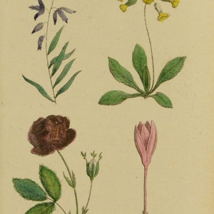 Antique Botanical Prints From a French Book Published in Paris in 1832 ...