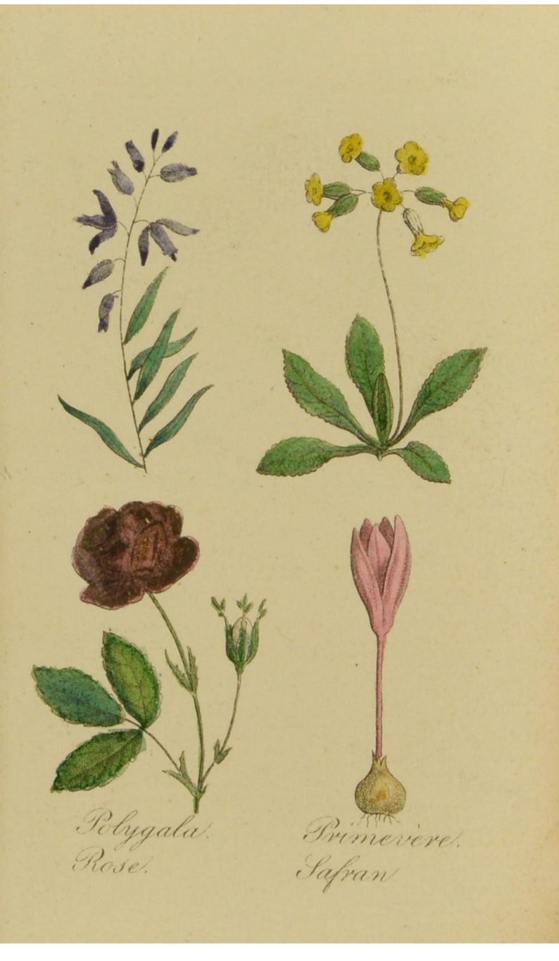 Antique Botanical Prints From a French Book Published in Paris in 1832 ...