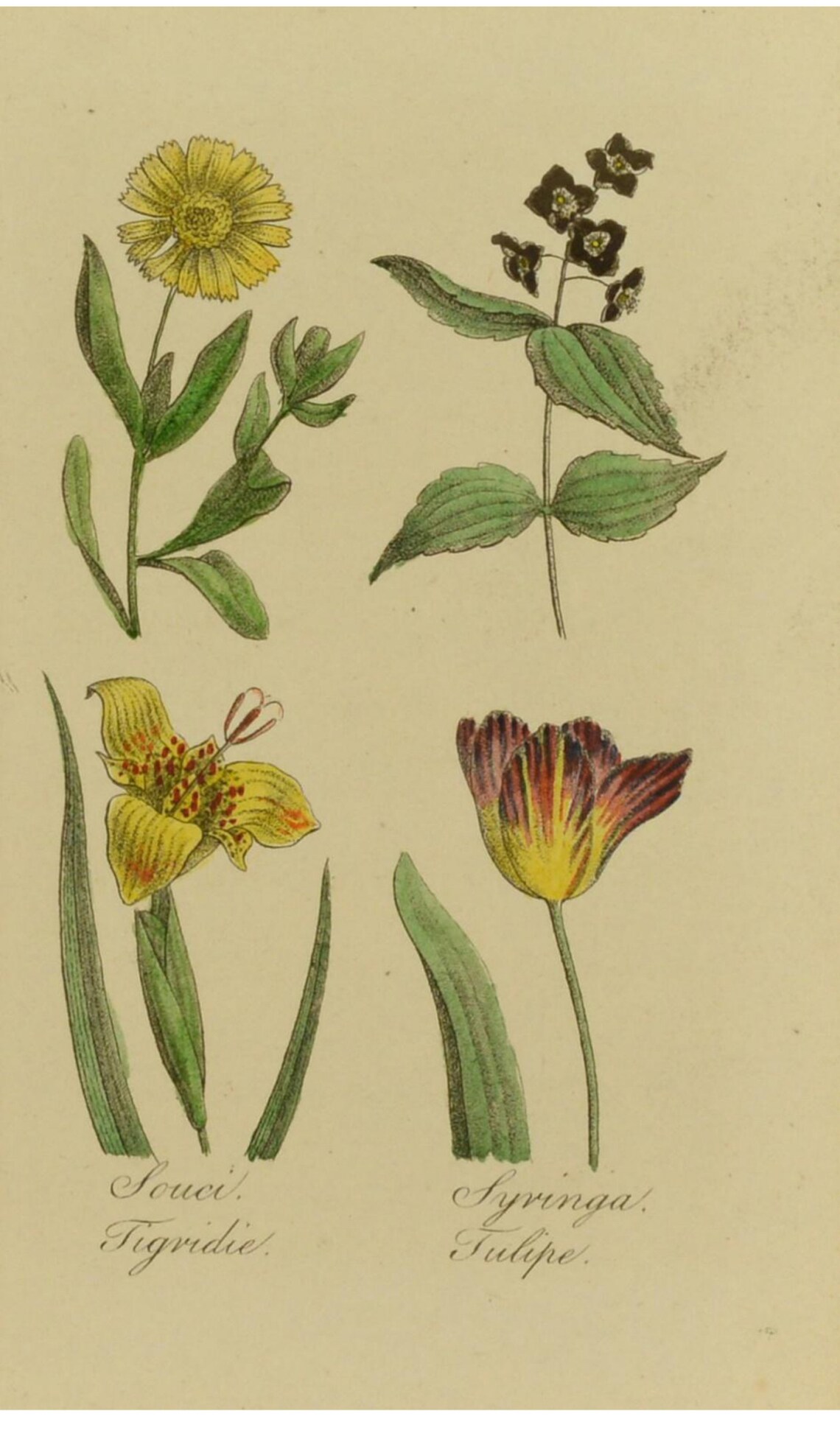 Antique Botanical Prints From a French Book Published in Paris in 1832 ...