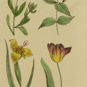Antique Botanical Prints From a French Book Published in Paris in 1832 ...