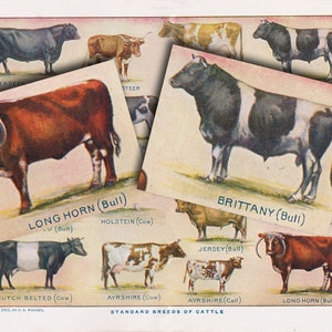 Vintage Cow Print, 'beef and Dairy Cattle', a Printable Digital ...