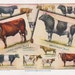 Vintage Cow Print, 'beef and Dairy Cattle', a Printable Digital Download, Collage Sheet No. 384 ...