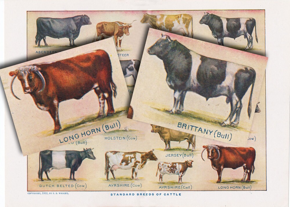 Vintage Cow Print, 'beef and Dairy Cattle', a Printable Digital ...