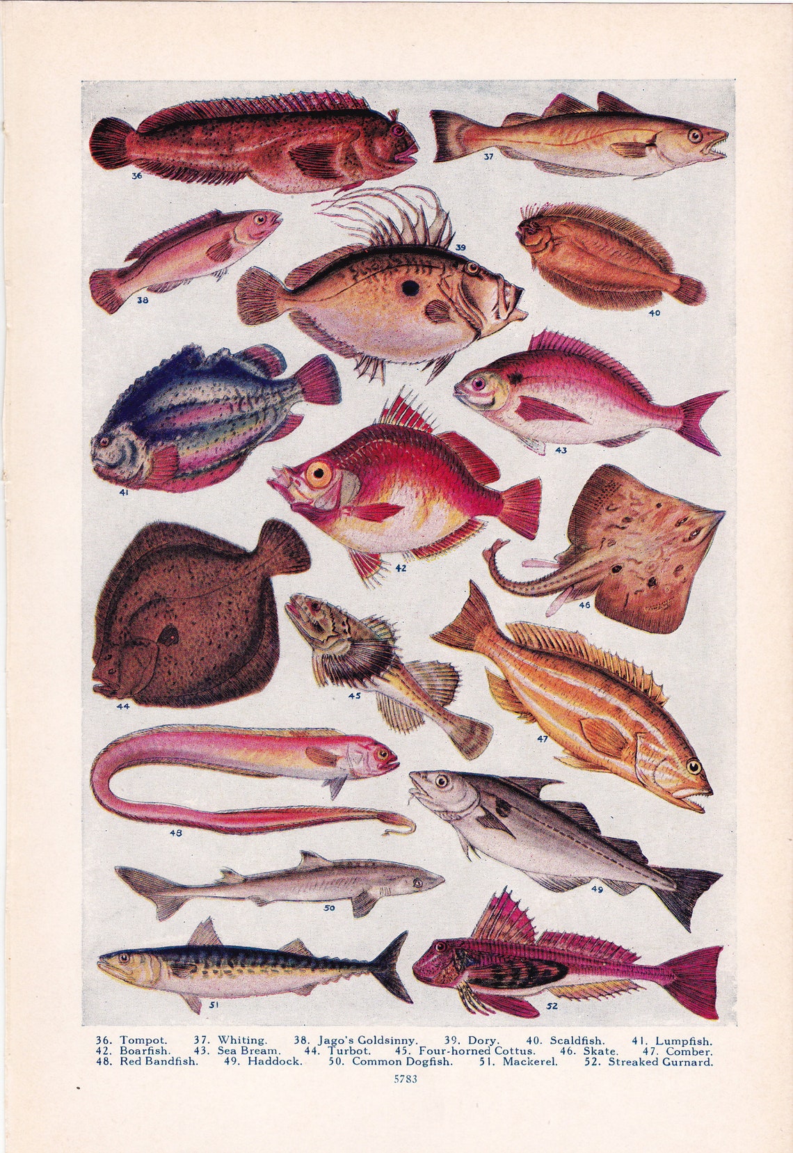 Vintage Fish Prints From the 1930's 8 Different Digital - Etsy