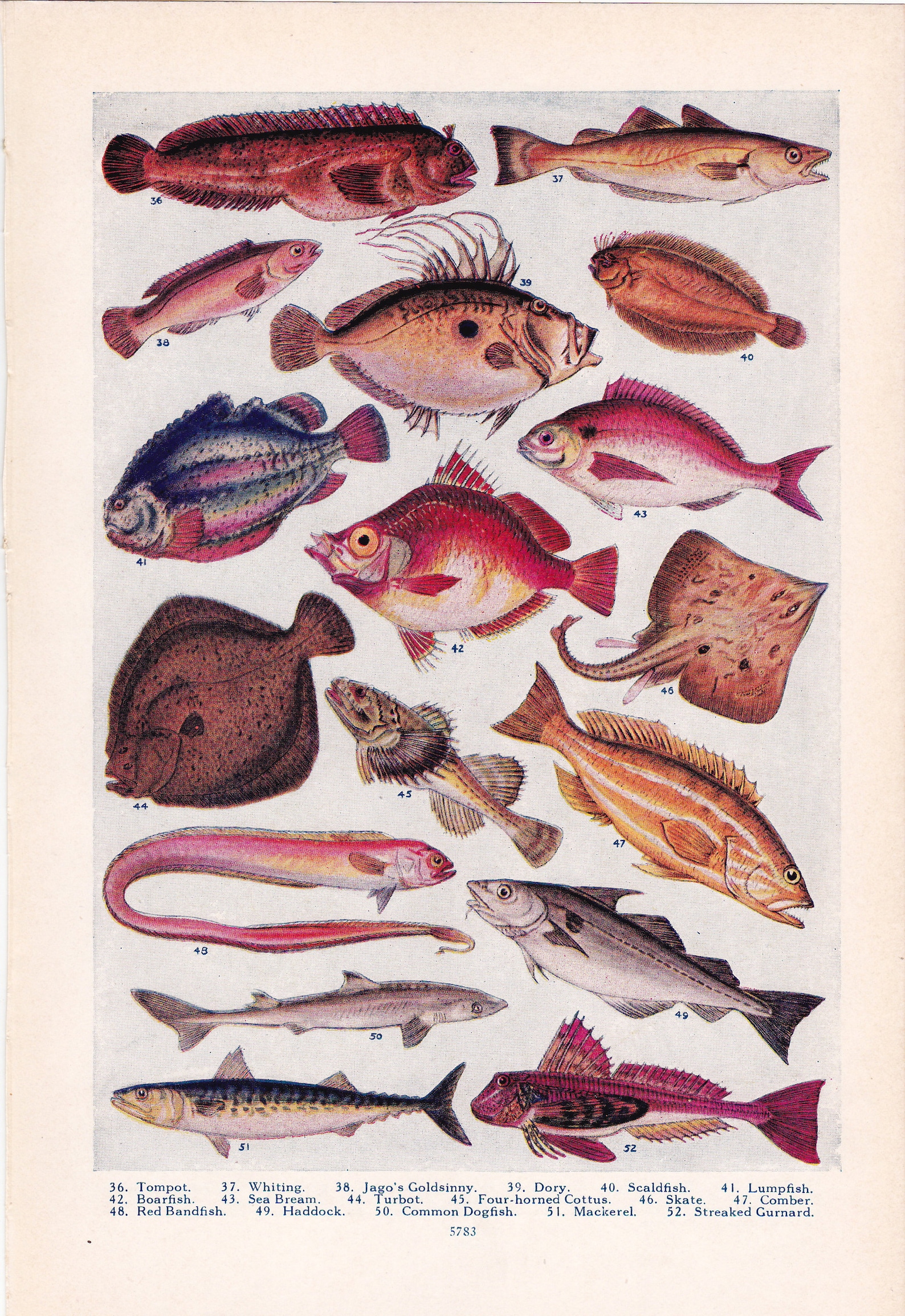 Vintage Fish Prints From the 1930's, 8 Different Digital Downloads ...