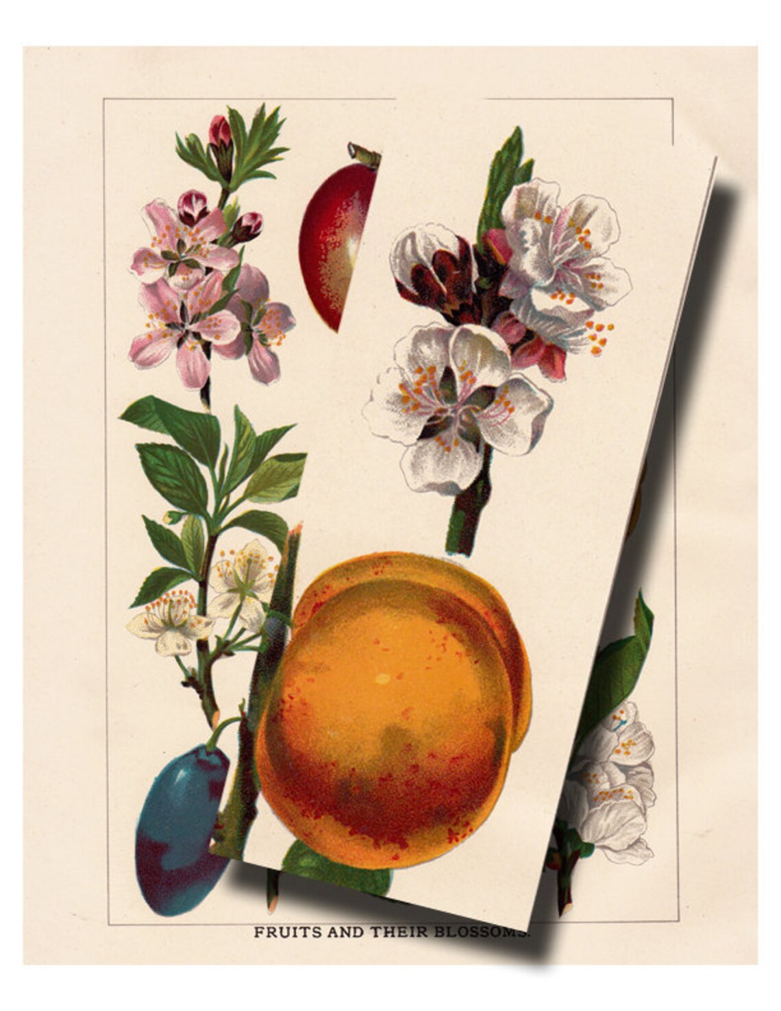 Antique Botanical Fruit Print 'fruits and Their - Etsy