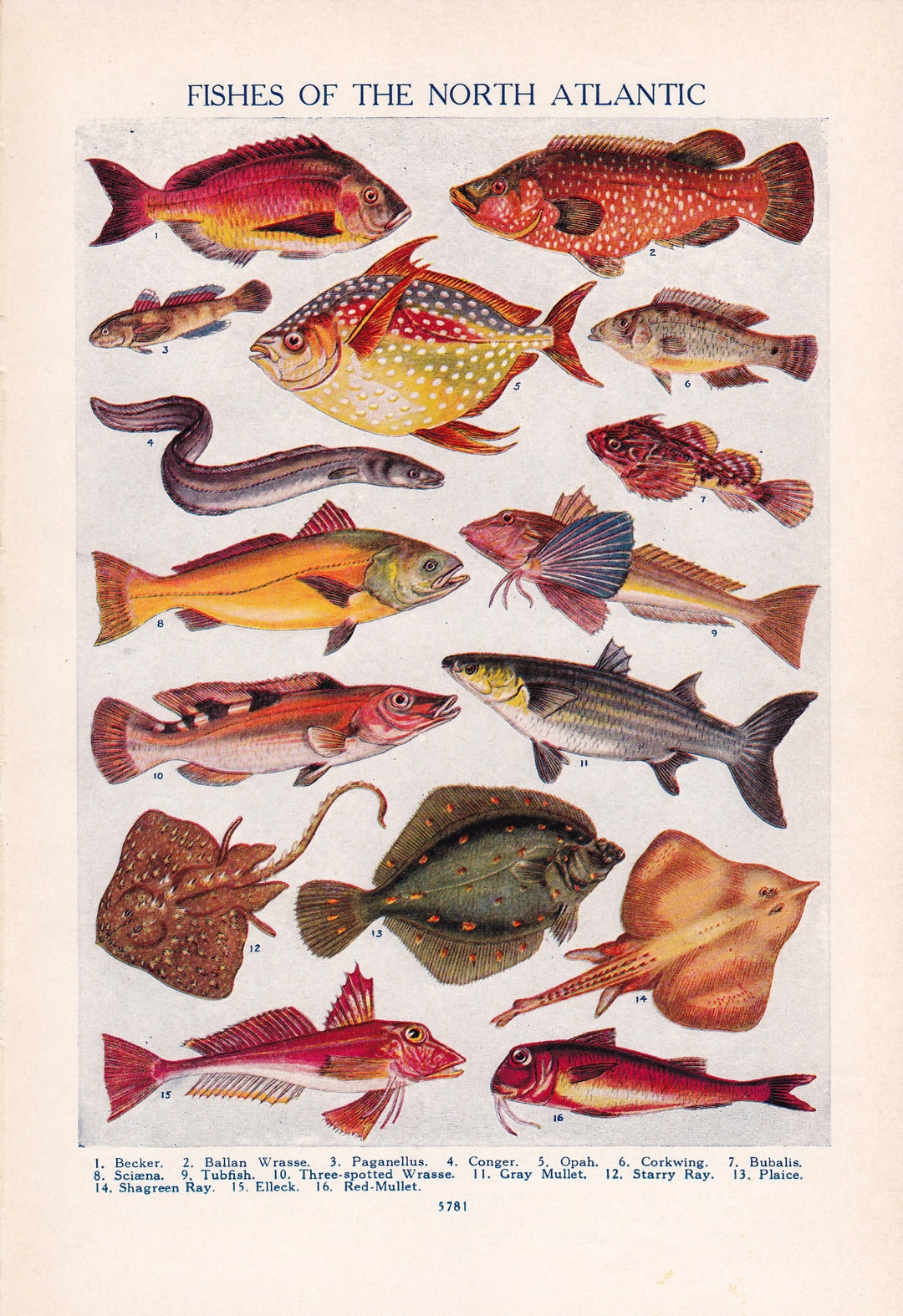 Vintage Fish Prints From the 1930's, 8 Different Digital Downloads ...