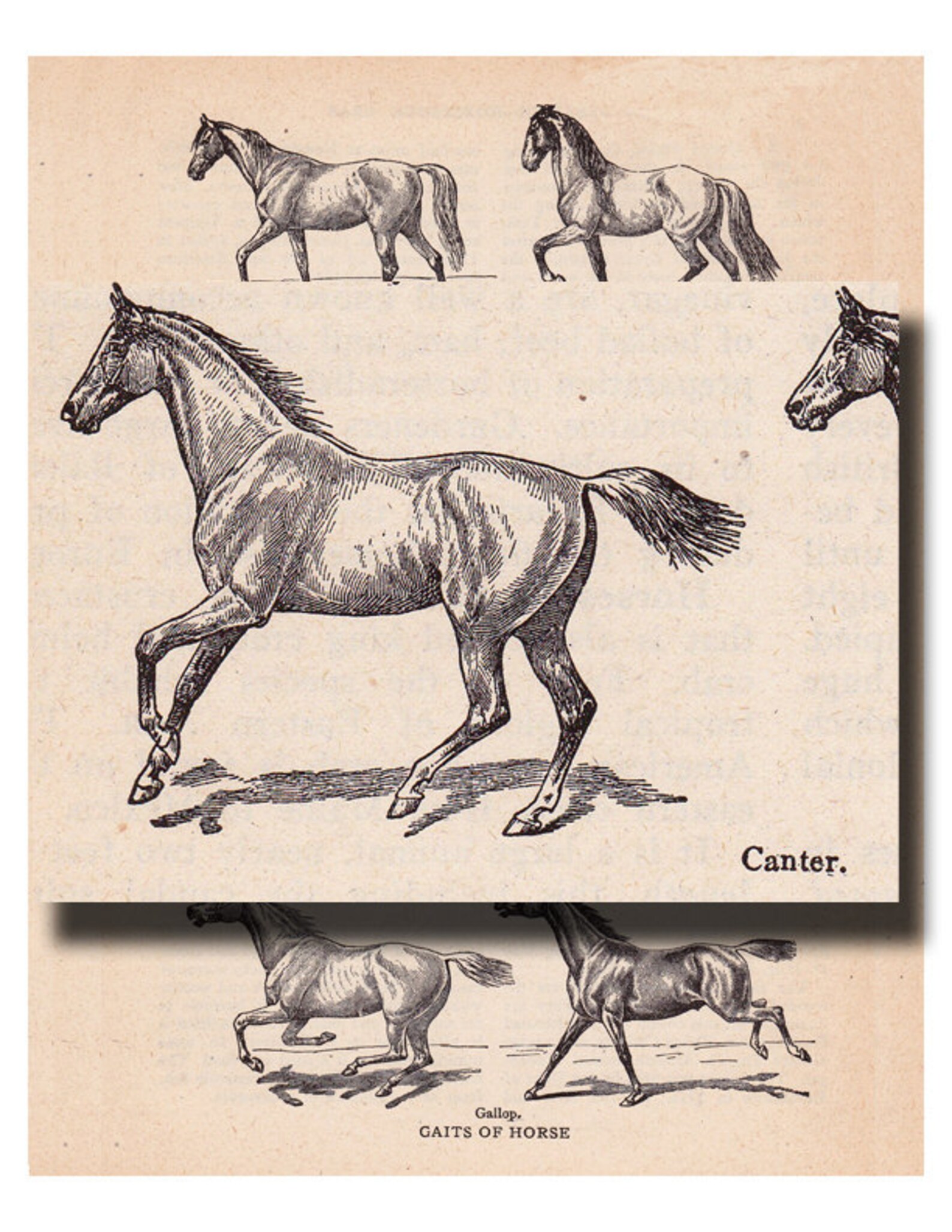 Vintage Horse Print, Galloping Horses, 'gaits of Horse', Printable Wall ...