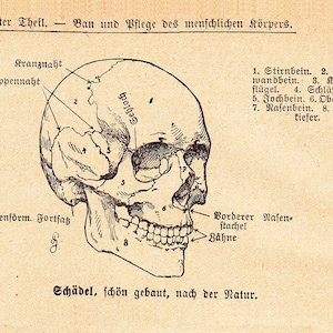 Antique German Skull Print, Medical Art in a Printable Digital Format ...