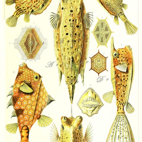 1930 Antique Fish Chart Ichtyology Identification Authentic | Etsy