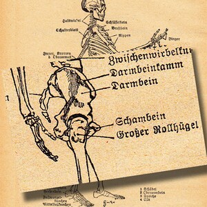 Old Skeleton Print, a German Illustration With Gothic Letters ...