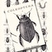 Beetle Print, Coleoptera, a Printable Digital Download, Entomology ...