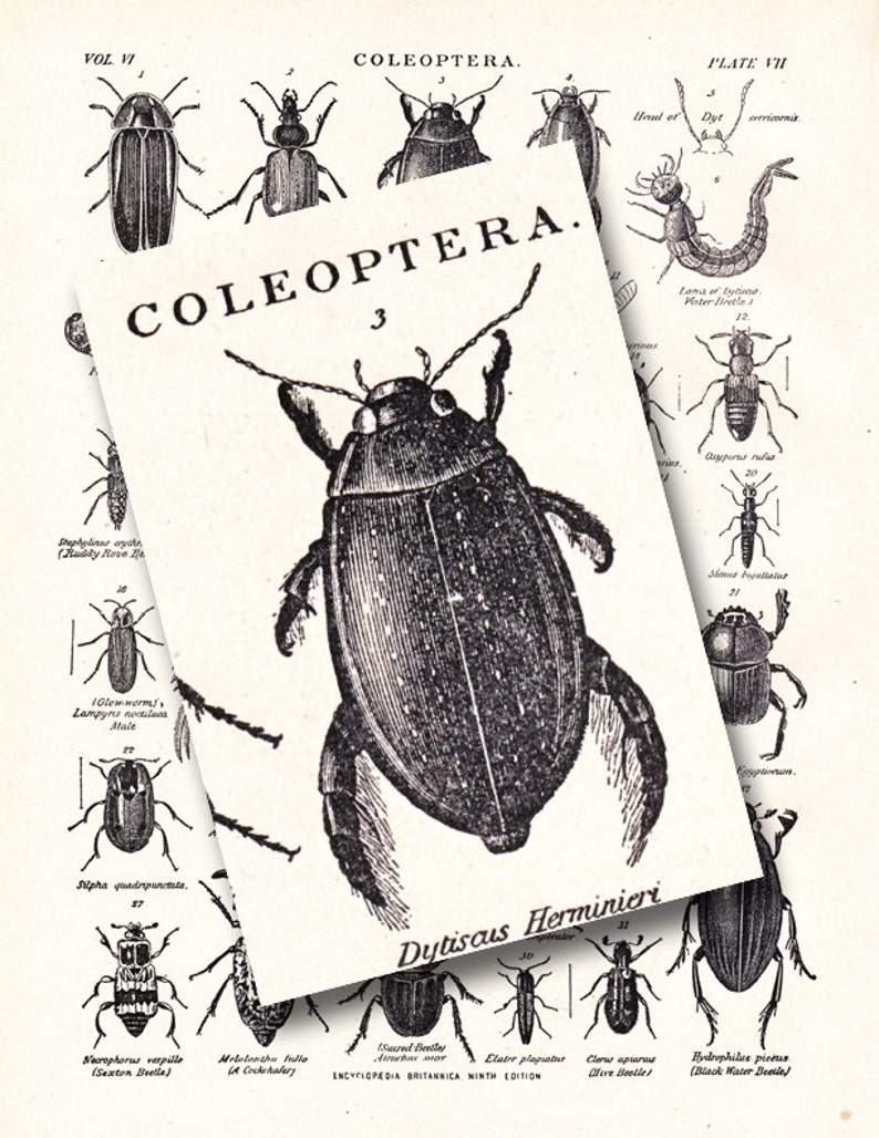 Beetle Print Coleoptera a Printable Digital Download | Etsy Canada