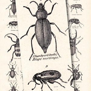 Vintage Beetle Print, 'coleoptera', the Beetle Family, From a 1904 ...