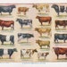 Vintage Cow Print, 'beef and Dairy Cattle', a Printable Digital Download, Collage Sheet No. 384 ...