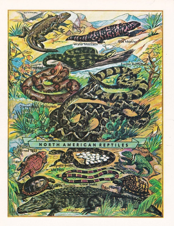 Vintage Snake Print North American Reptiles Herpetology | Etsy
