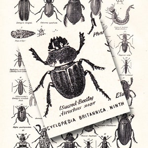 Beetle Print, Coleoptera, a Printable Digital Download, Entomology ...