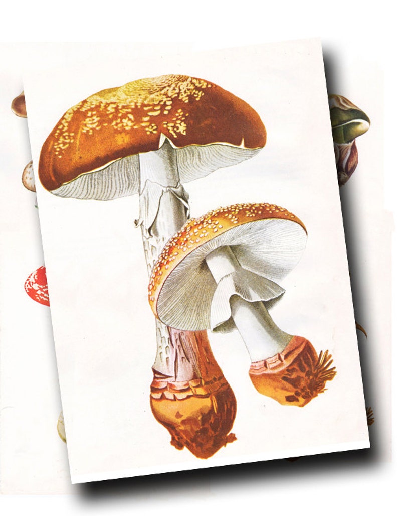 Vintage Mushroom Print, a Printable Digital Image, No. 392 - Etsy