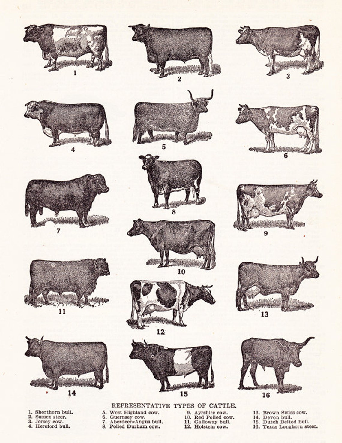 Printable Cattle Chart 'representative Types of - Etsy