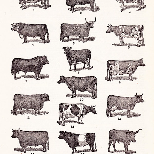 Cow Breeds Chart Etsy Israel