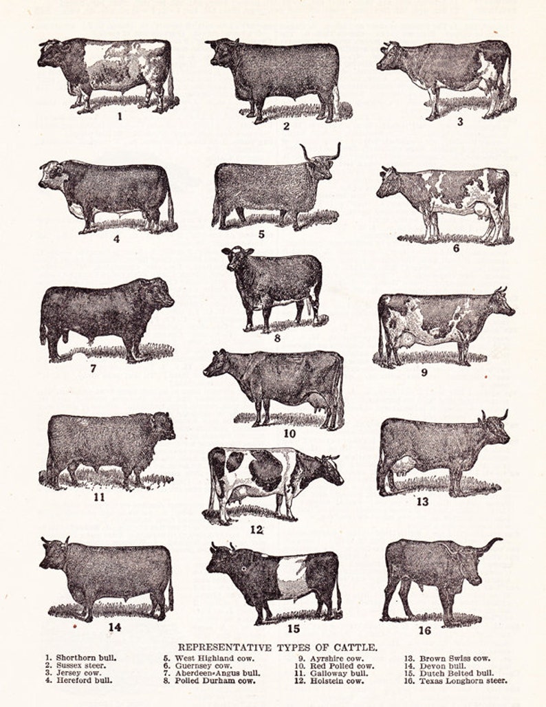 Printable Cattle Chart, 'representative Types of Cattle', Vintage Cow ...