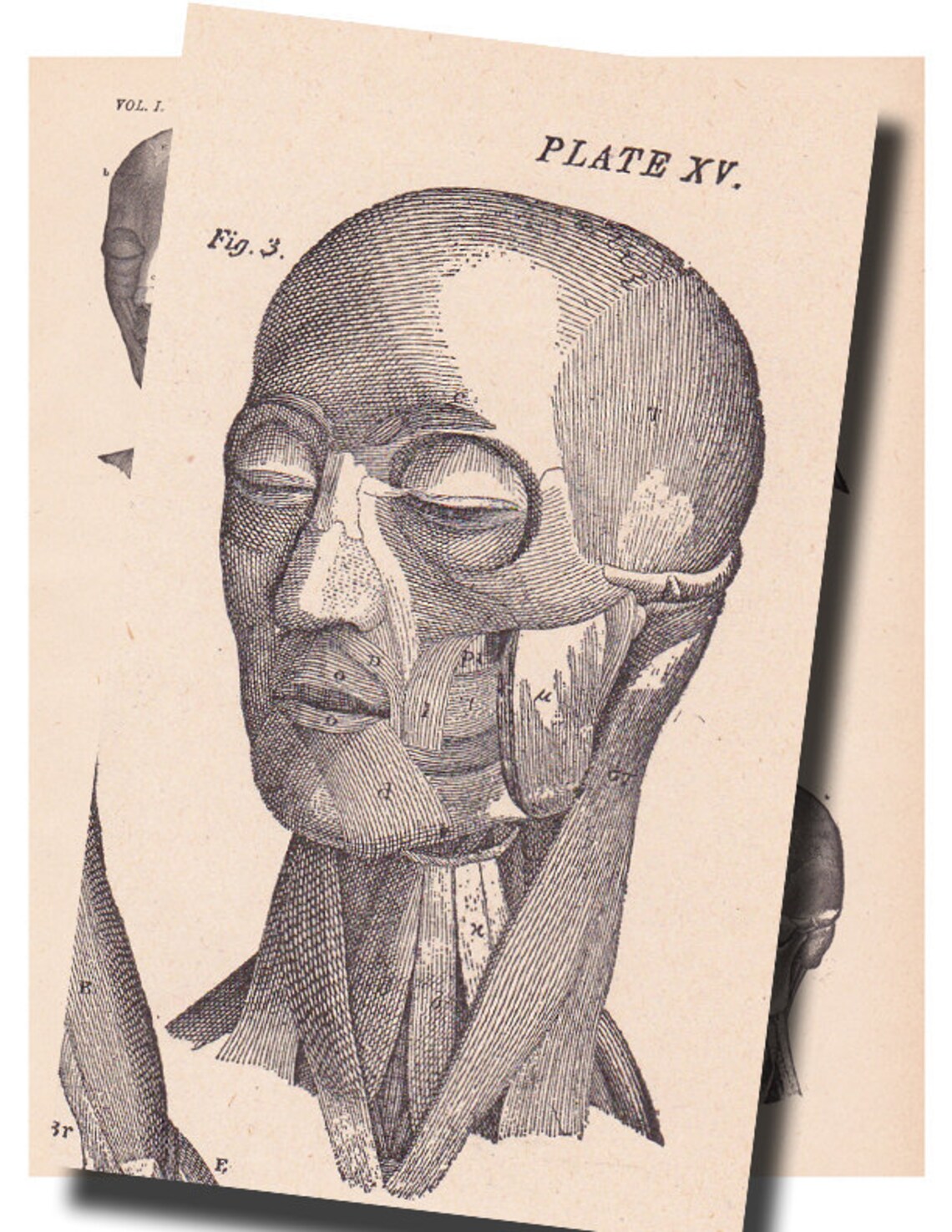 Old Human Anatomy Print Medical Illustration Printable - Etsy