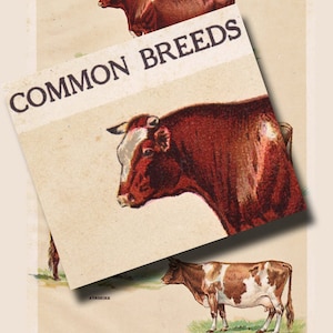 Cow Print, 'breeds of Beef and Dairy Cattle', Printable Home Decor, Digital Collage Sheet No ...
