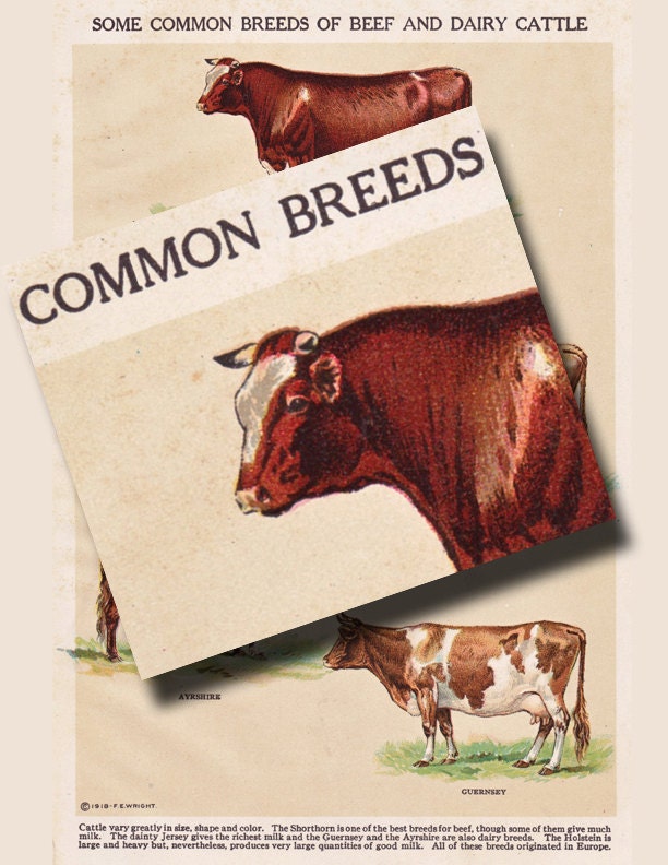 Cow Print, 'breeds of Beef and Dairy Cattle', Printable Home Decor ...