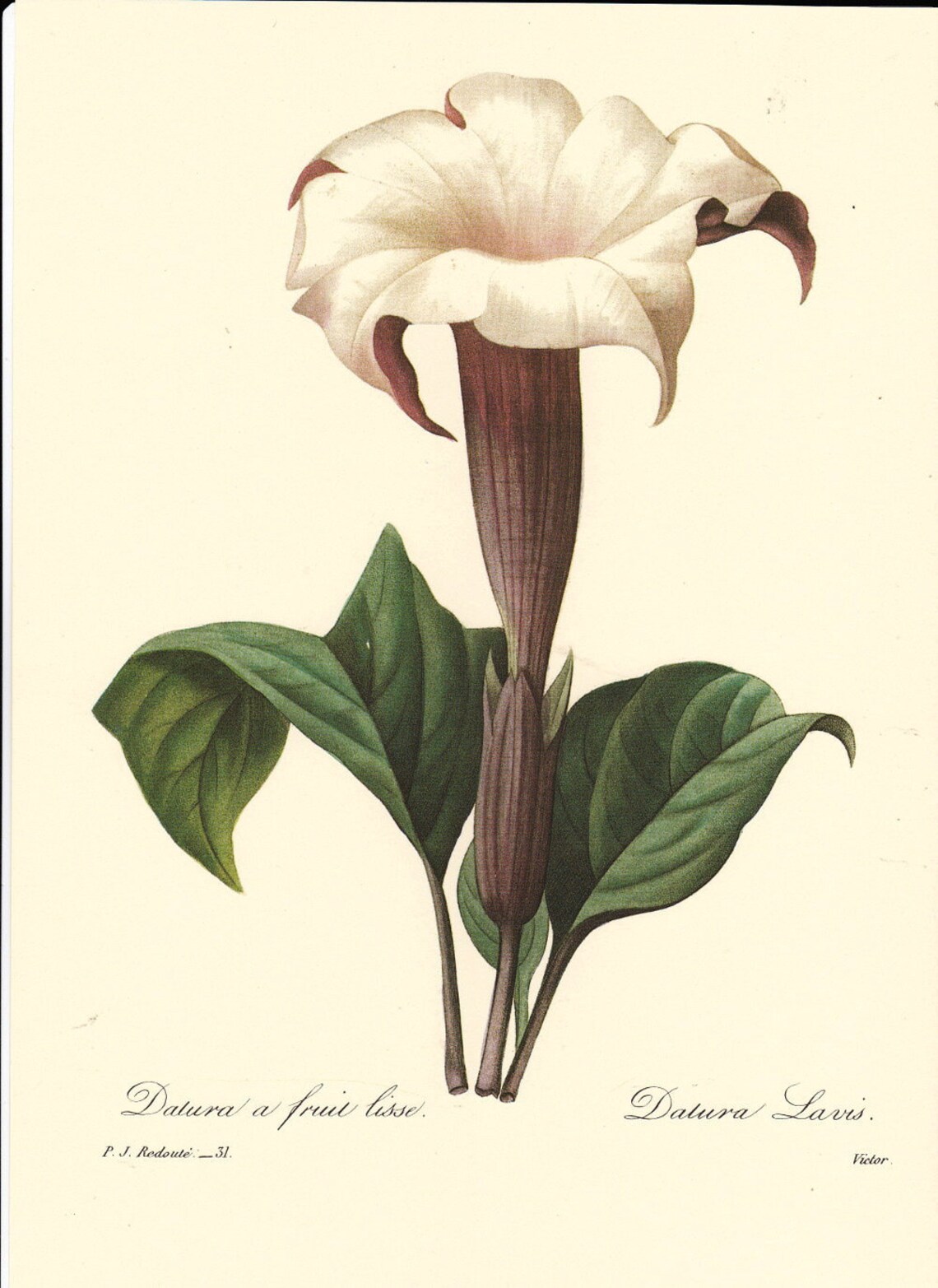 Moonflower Botanical Print or White Datura Print by Pierre - Etsy