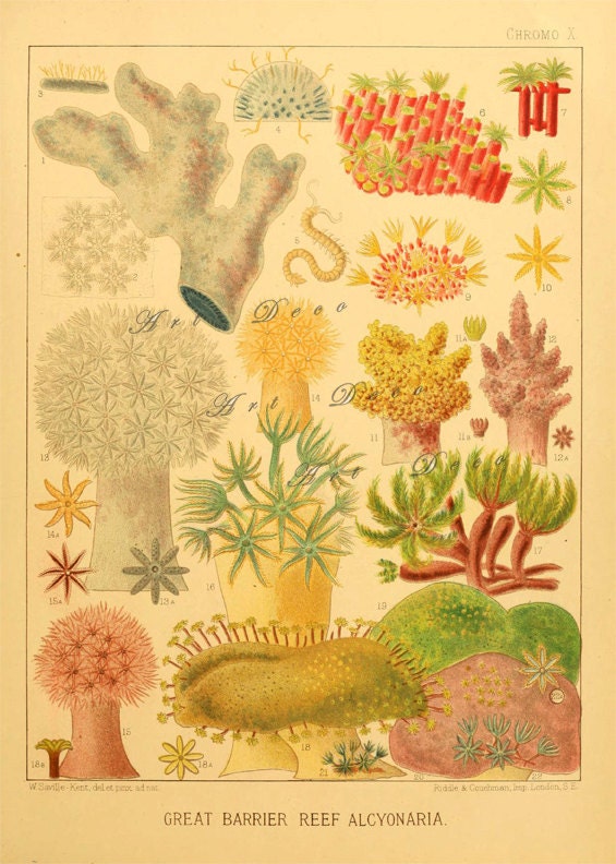 Vintage Print of Sea Life From the Australian Barrier Reef | Etsy
