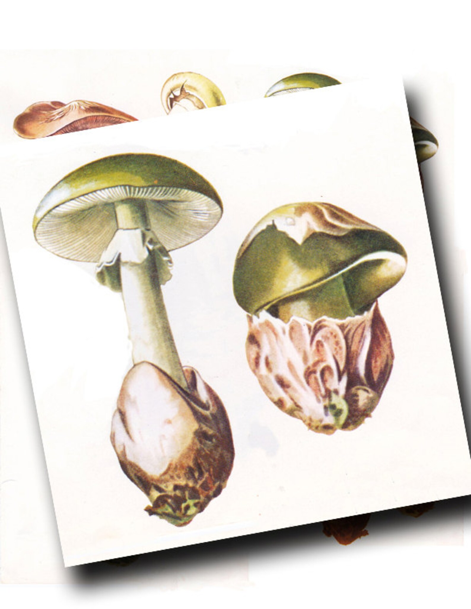 Vintage Mushroom Print, a Printable Digital Image, No. 392 - Etsy