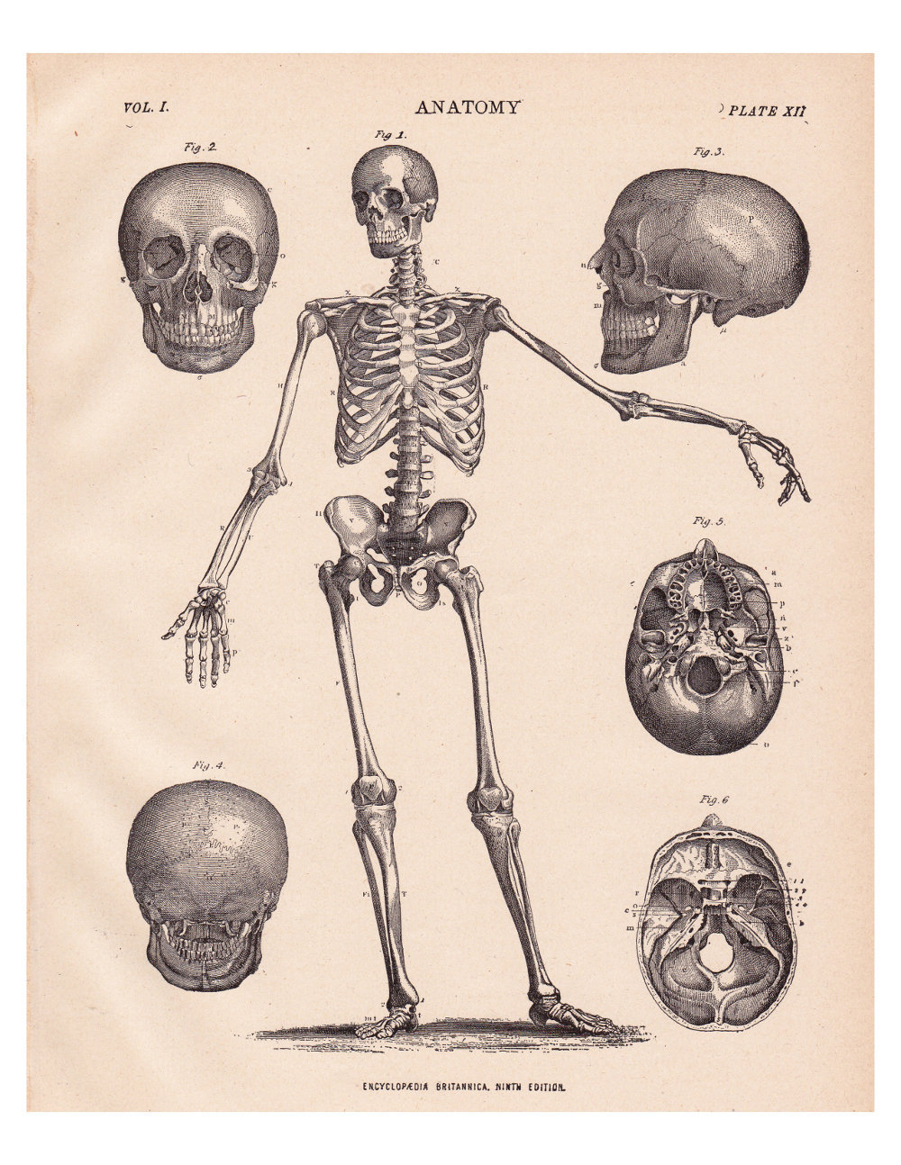 antique skeleton print with skull and bones digital download | Etsy