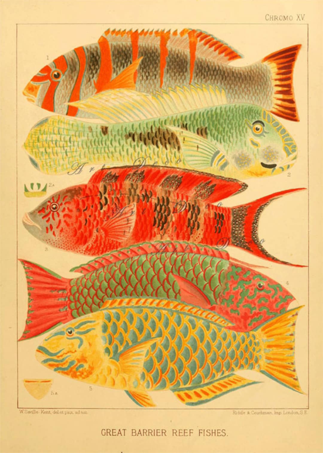Antique Fish Print From an 1893 Book, Printable Digital Download No ...