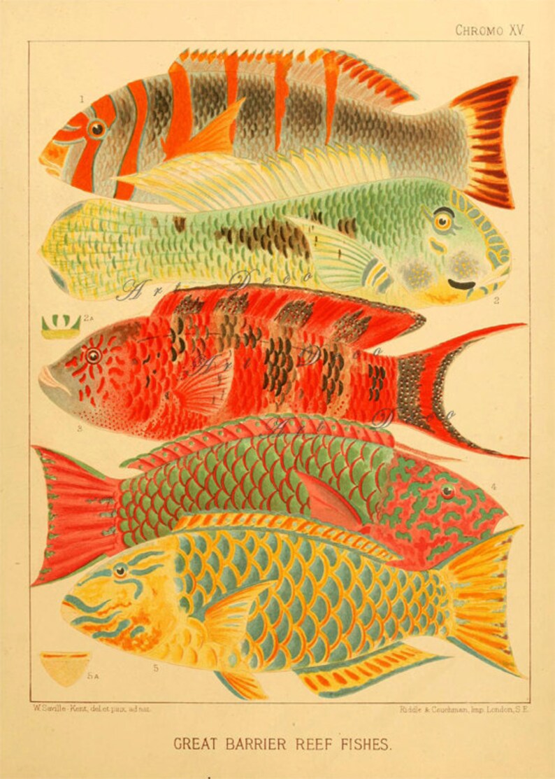 Antique Fish Print From an 1893 Book Printable Digital - Etsy