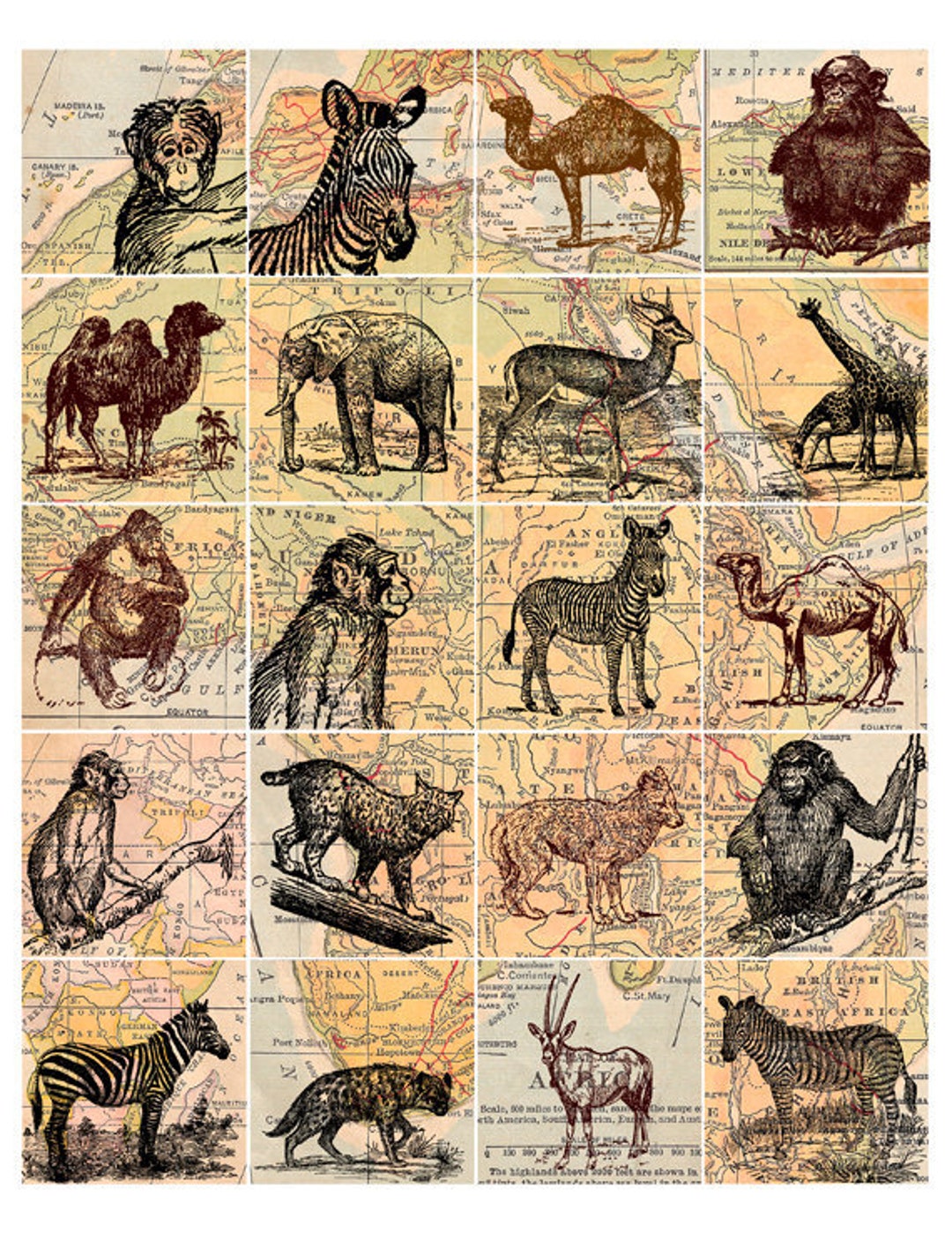 Wild Animal Collage Sheet, Zebras, Orangutans, Elephants, Etc. With ...